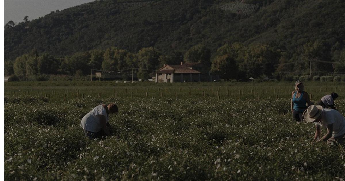 Revista J - CHANEL en Grasse